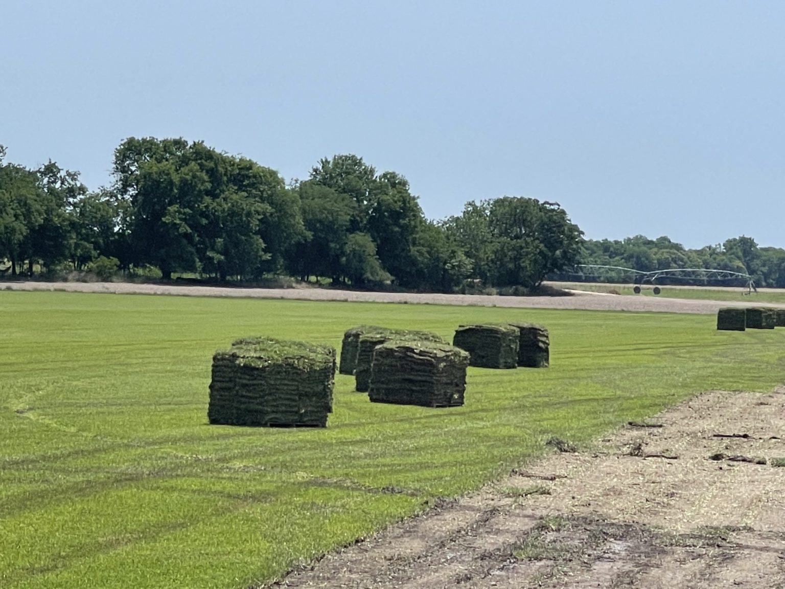 Fresh Cut Sod | Sod For Sale | San Antonio, Tx | Lone Star Sods